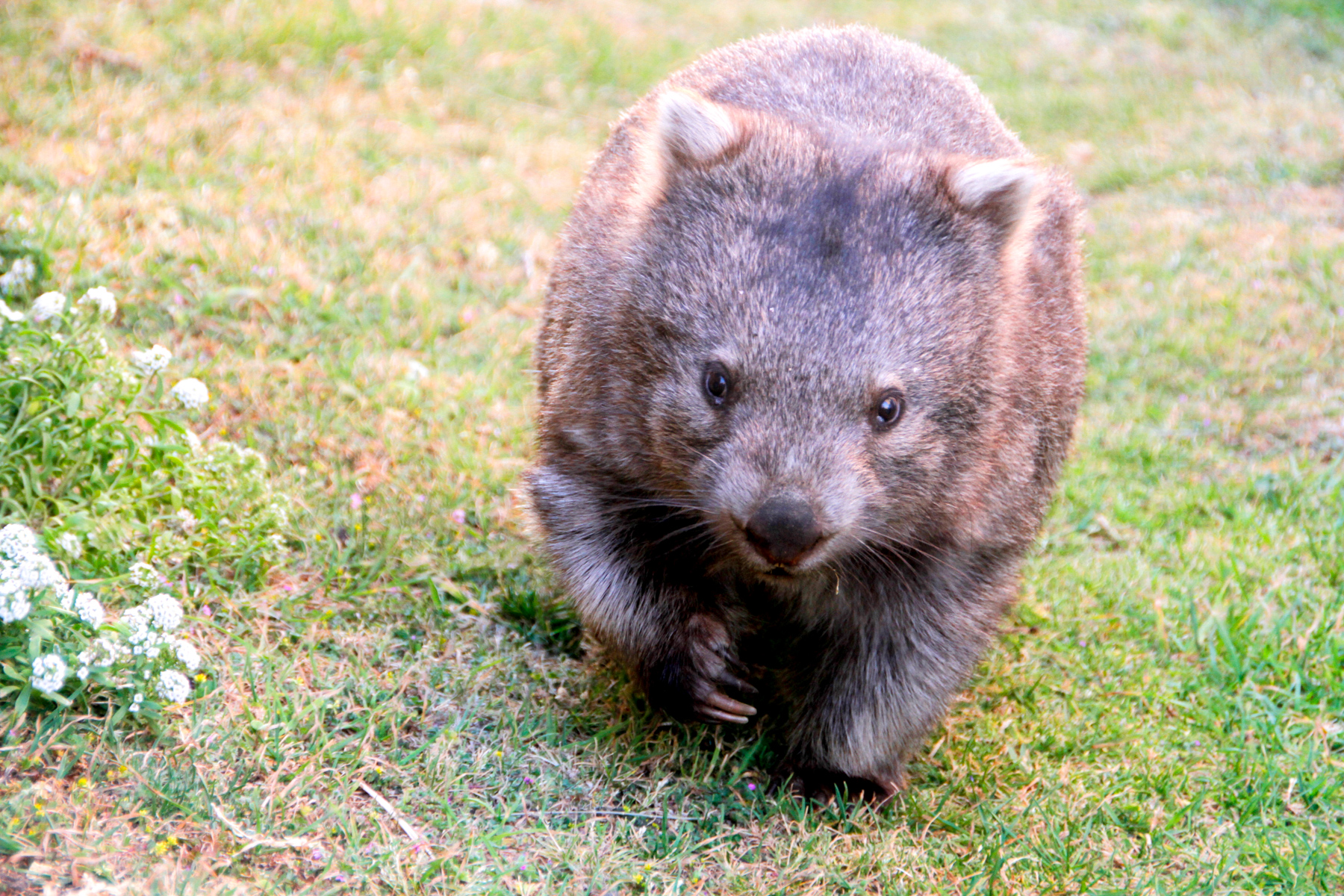 A bushwalking guide to Wilsons Promontory National Park | Hiking the World
