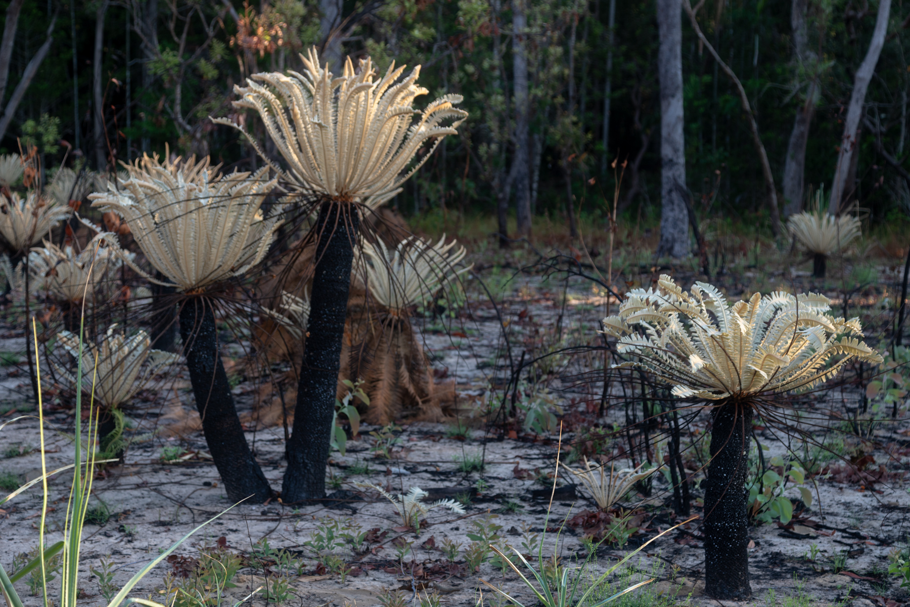 Bushfires and waterholes on the Litchfield Tabletop Track | Hiking the ...