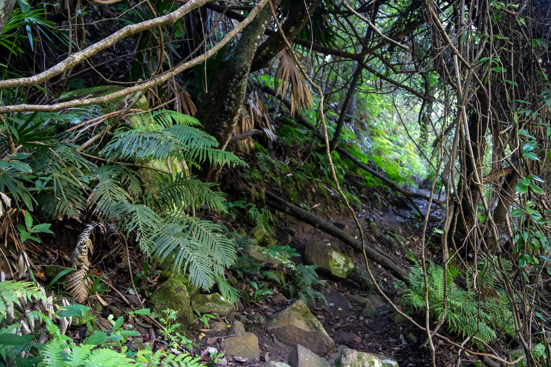 The best views on the South Coast from the Illawarra Escarpment Track ...