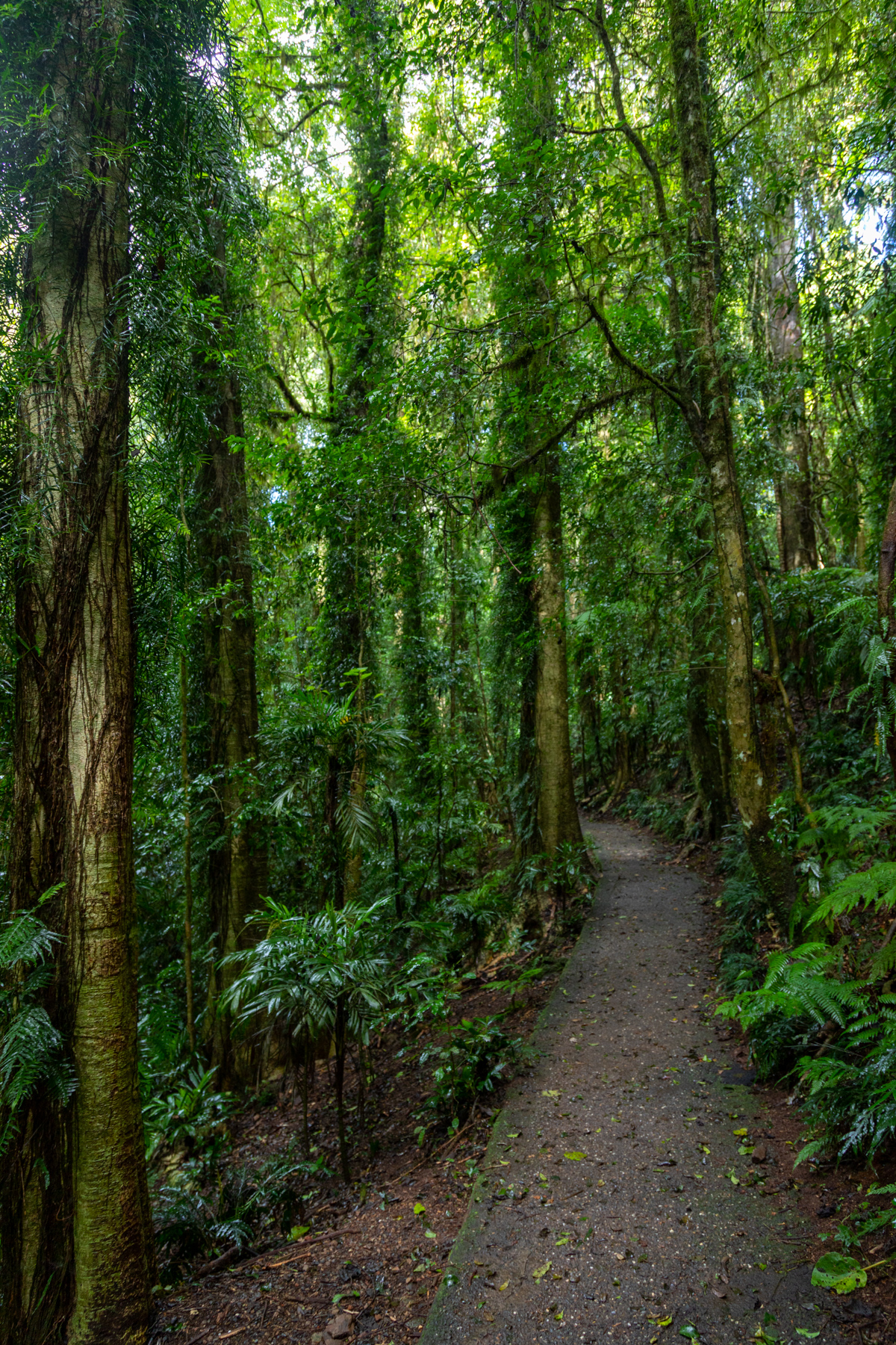 Wonga Walk - a fantastic rainforest loop | Hiking the World