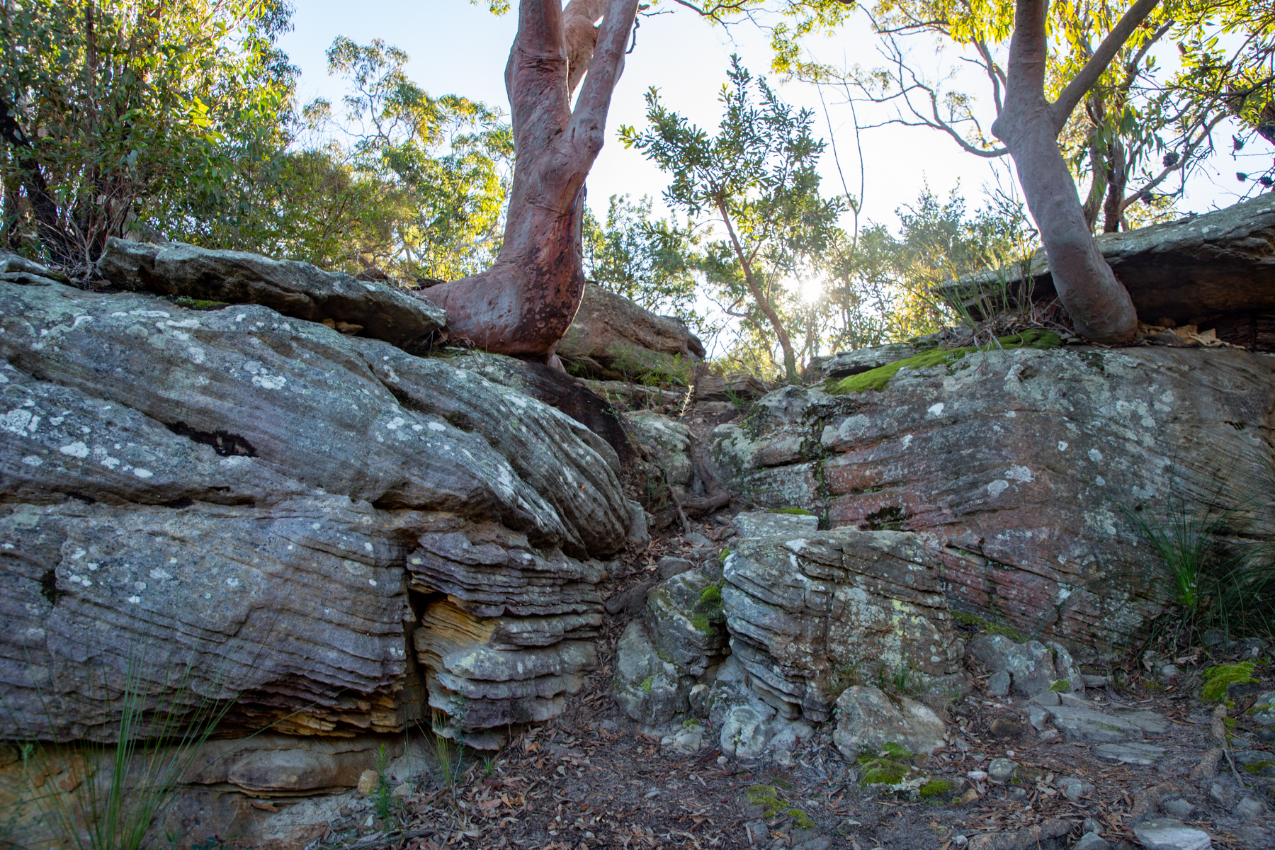 Berowra Heights Circuit | Hiking the World