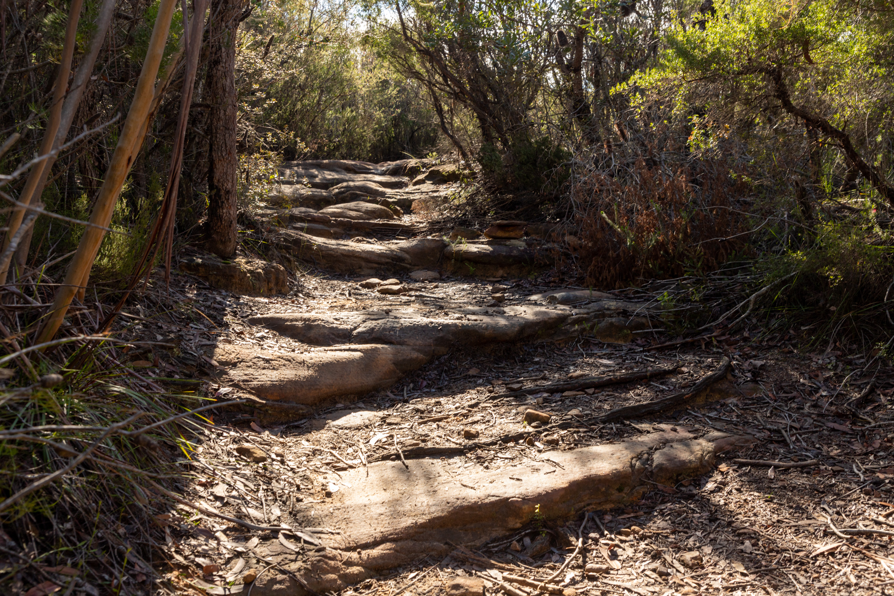 Slippery Dip Loop (Garigal NP) | Hiking the World