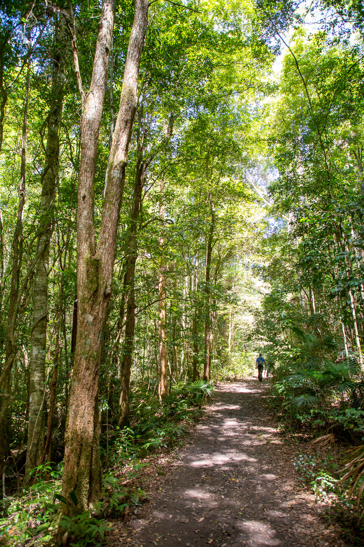 Visit Australia's oldest arboretum on the Arboretum Track | Hiking the ...