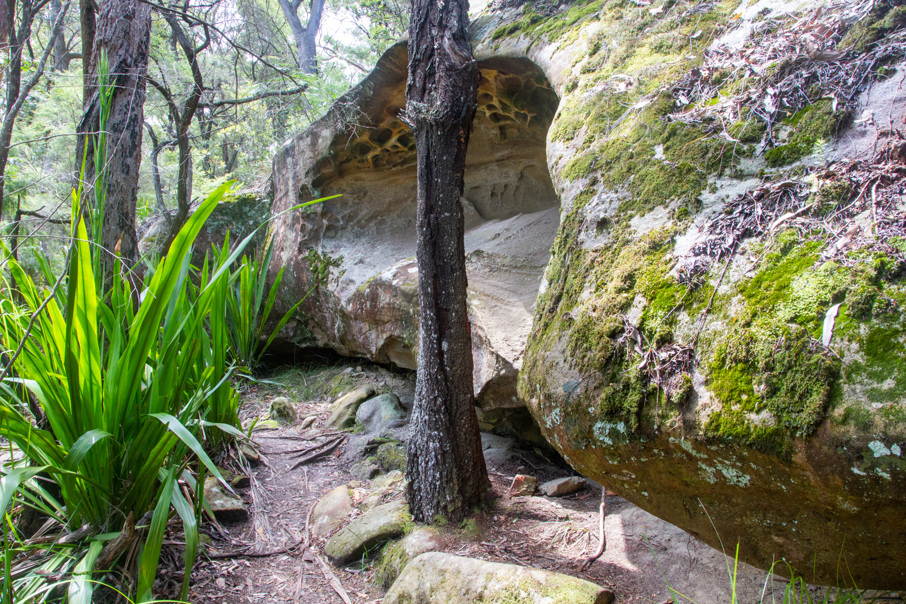 Rainforest and a waterfall on the Strickland Forest Loop | Hiking the World