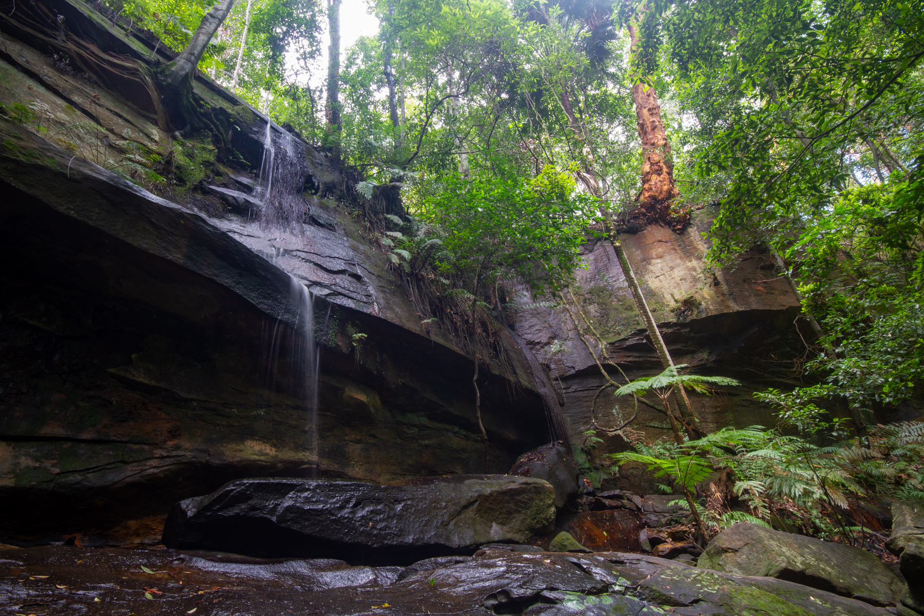Rainforest and a waterfall on the Strickland Forest Loop | Hiking the World
