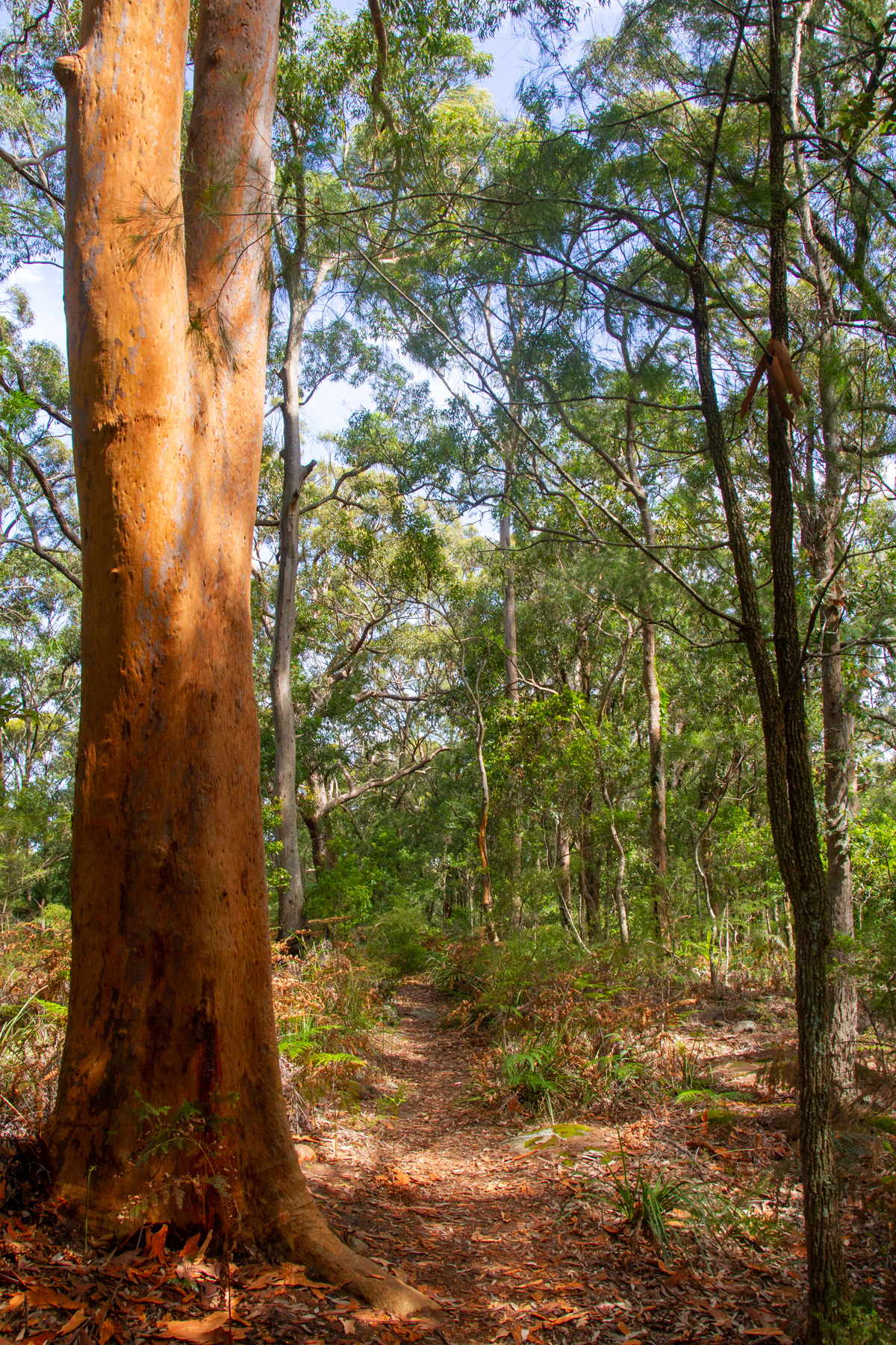 Strickland Forest Loop | Hiking the World