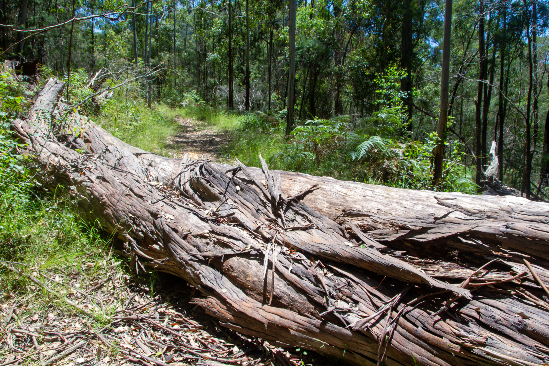 McPherson State Forest loop | Hiking the World