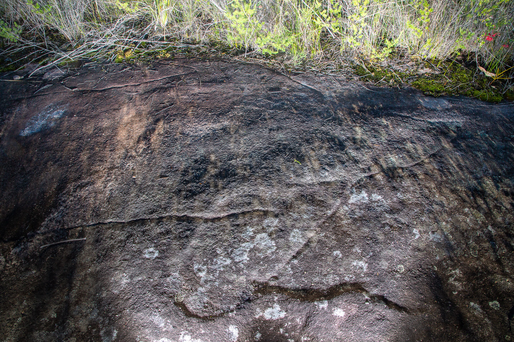 Dolphin Rock Aboriginal engraving | Hiking the World