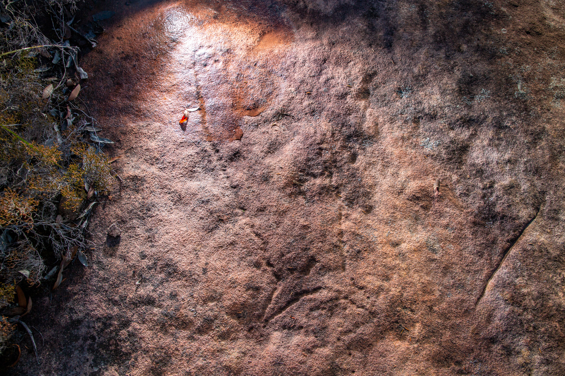 Lyre Trig fish engraving | Hiking the World