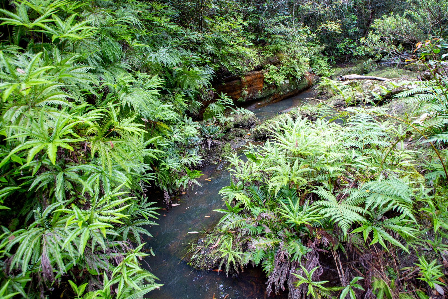 Chasing waterfalls in the Ku-ring-gai Wildflower Garden | Hiking the World