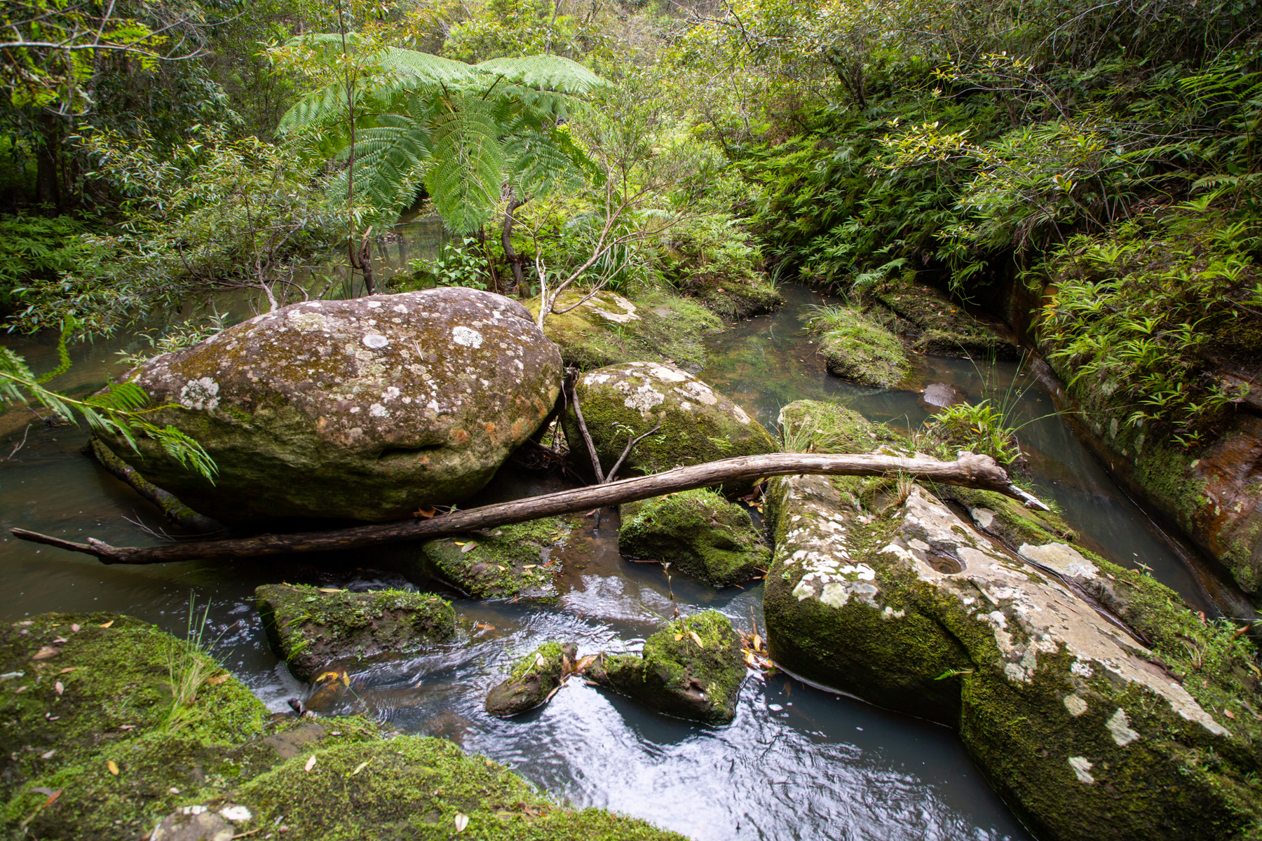 Chasing waterfalls in the Ku-ring-gai Wildflower Garden | Hiking the World