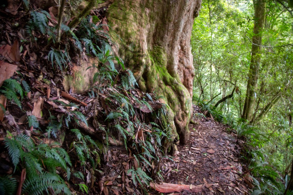 Box Log Falls (Tullerigumai Falls) in Lamington NP | Hiking the World