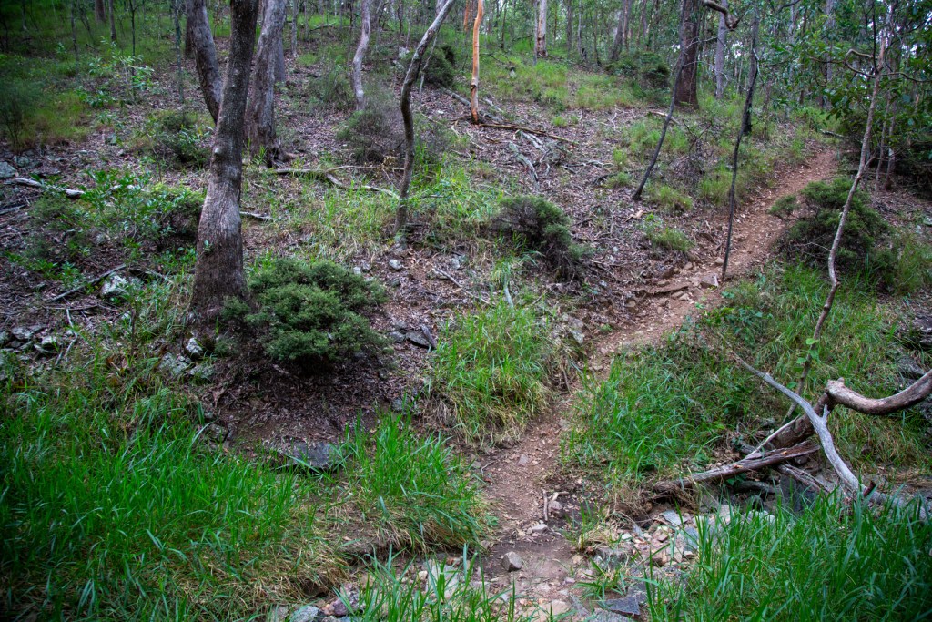 A long-ish loop through Mt Coot-tha Reserve in Brisbane | Hiking the World