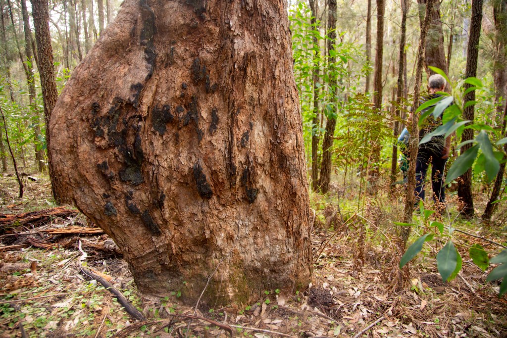 A short Wollemi walk off the Box Tree Clearing Trail | Hiking the World