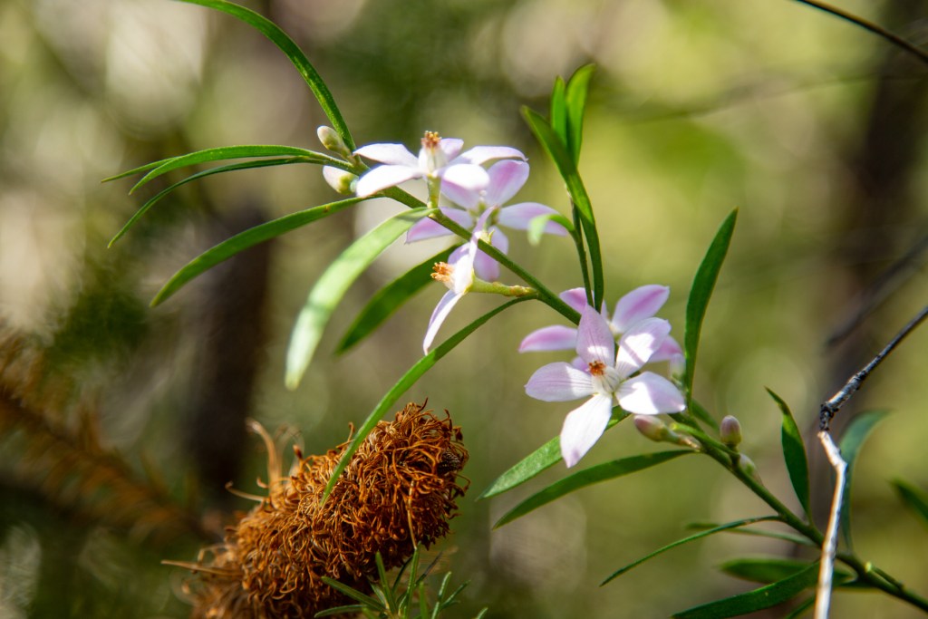 An easy loop bushwalk along the Muogamarra Bird Gully Walk | Hiking the ...
