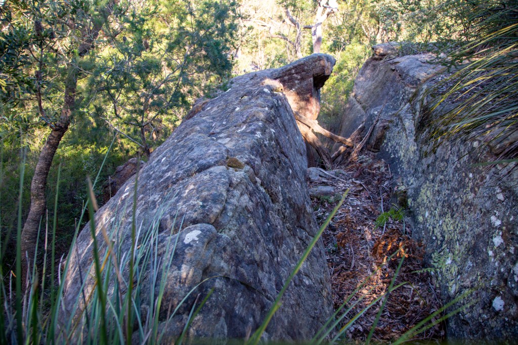 An easy loop bushwalk along the Muogamarra Bird Gully Walk | Hiking the ...