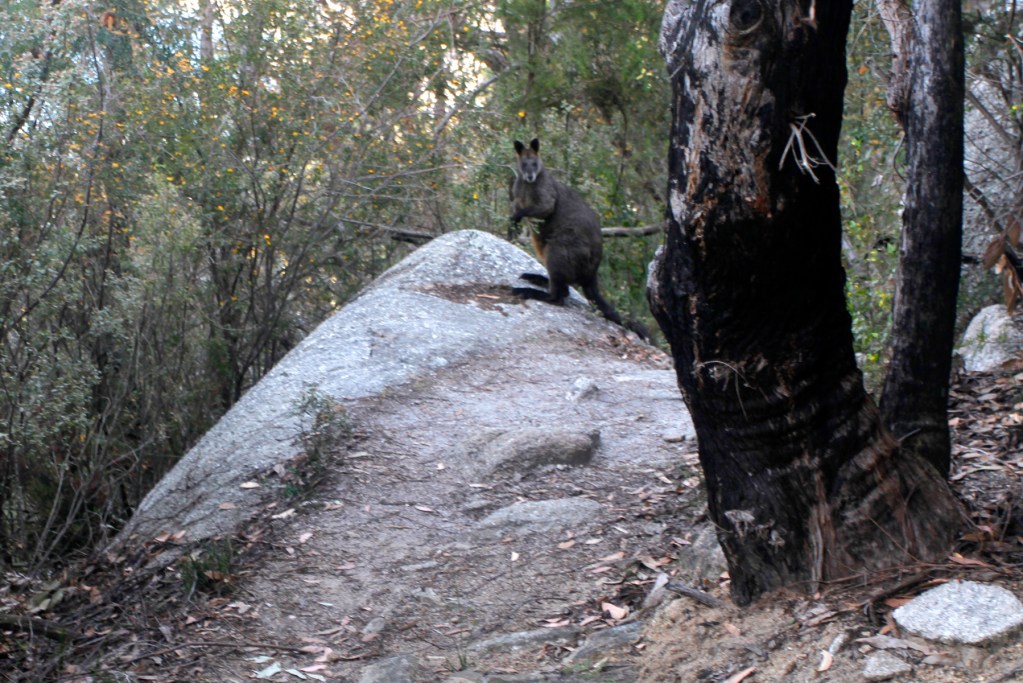A bushwalking guide to Wilsons Promontory National Park | Hiking the World