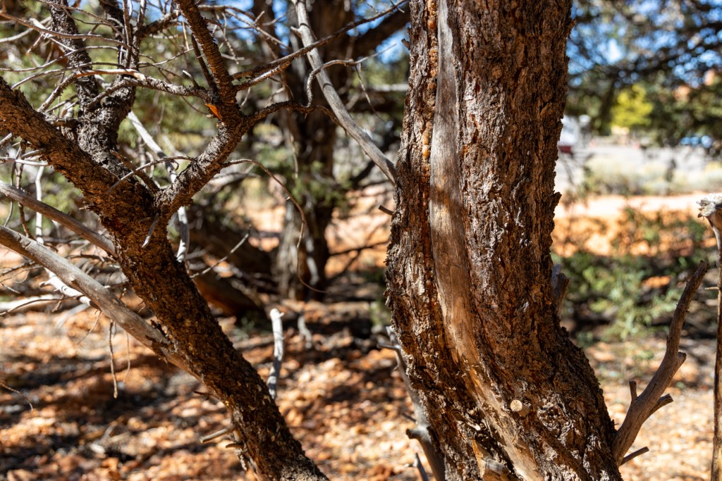 Hoodoos on the Pink Ledges Trail in Dixie Forest | Hiking the World