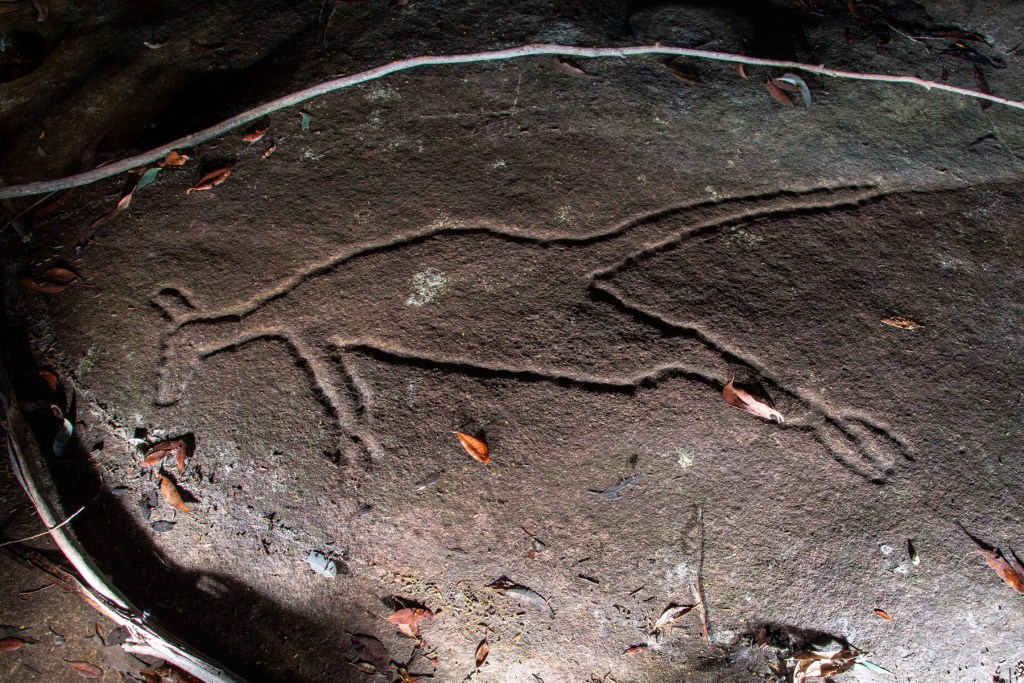 Rainforest gullies and ridges on the Numantia Falls loop | Hiking the World