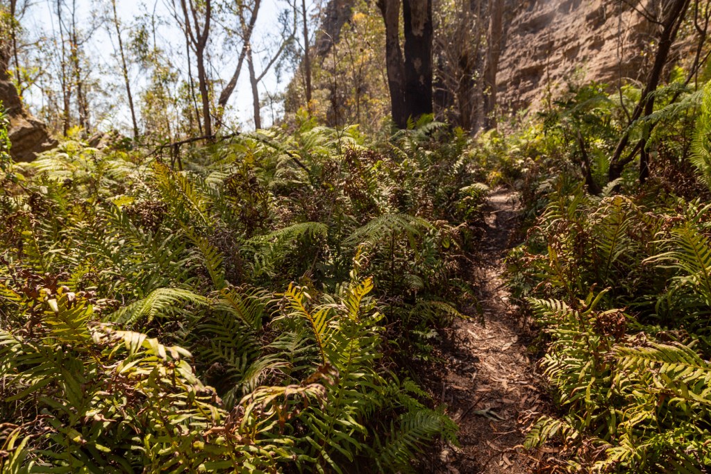 Deep Pass - a fun (and easy) Wollemi canyon | Hiking the World