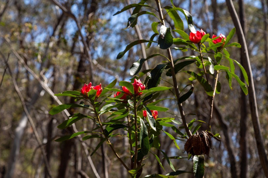 Deep Pass - a fun (and easy) Wollemi canyon | Hiking the World