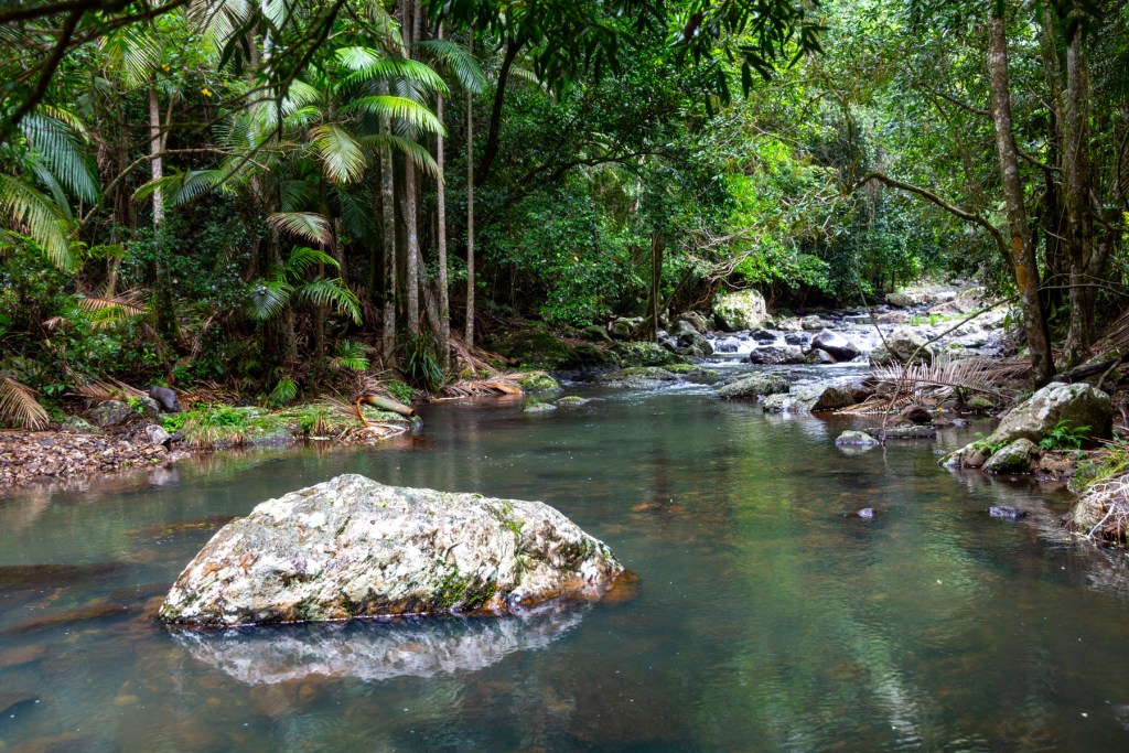 Warringa Pool - a tranquil rainforest swimming hole | Hiking the World