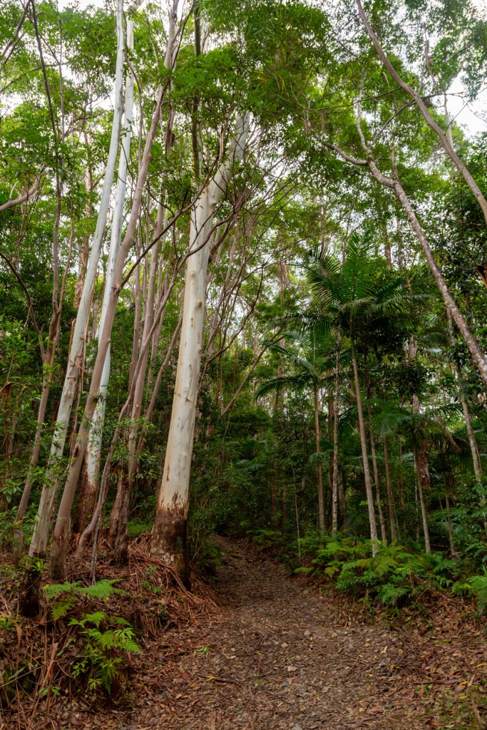 The historic Cream Track in the Tallebudgera Valley | Hiking the World