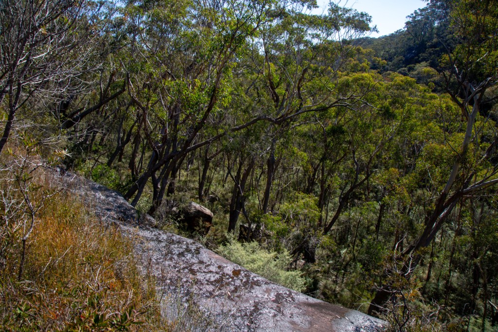 Meandering along Lawson Ridge in the Blue Mountains | Hiking the World