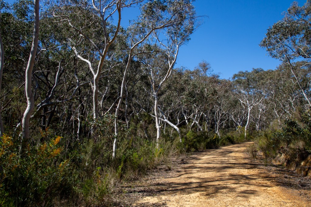 Meandering along Lawson Ridge in the Blue Mountains | Hiking the World