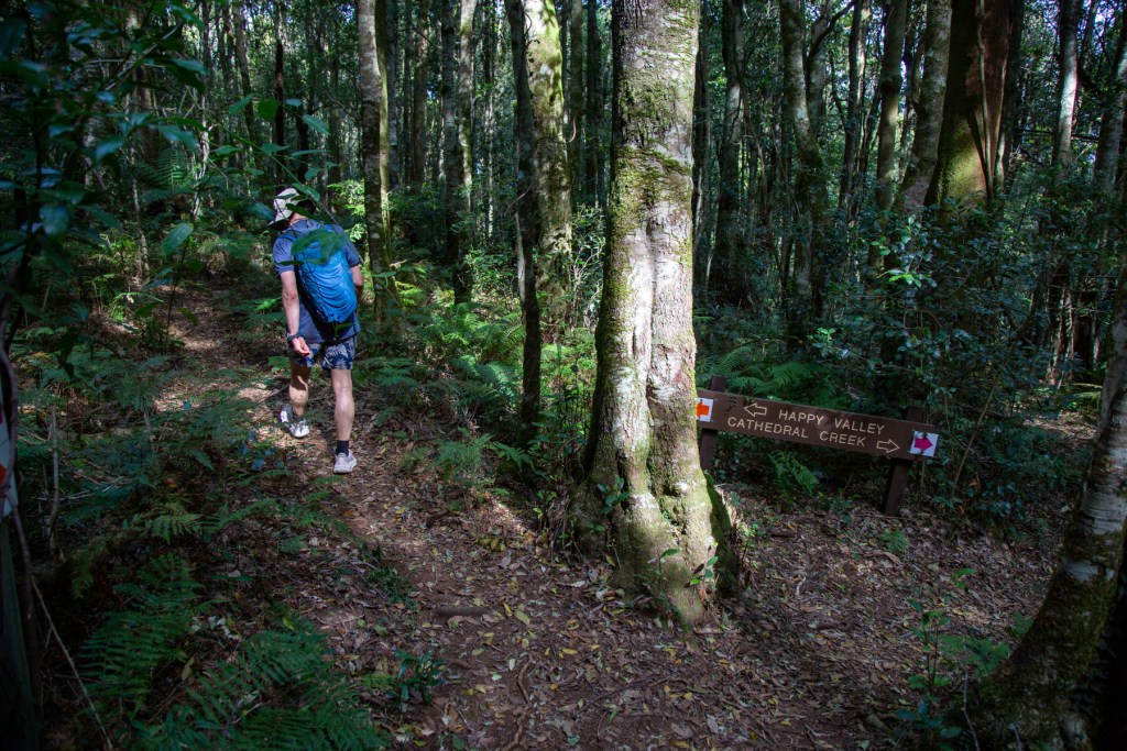 Cascades and rainforest on the historical Happy Valley Track | Hiking ...