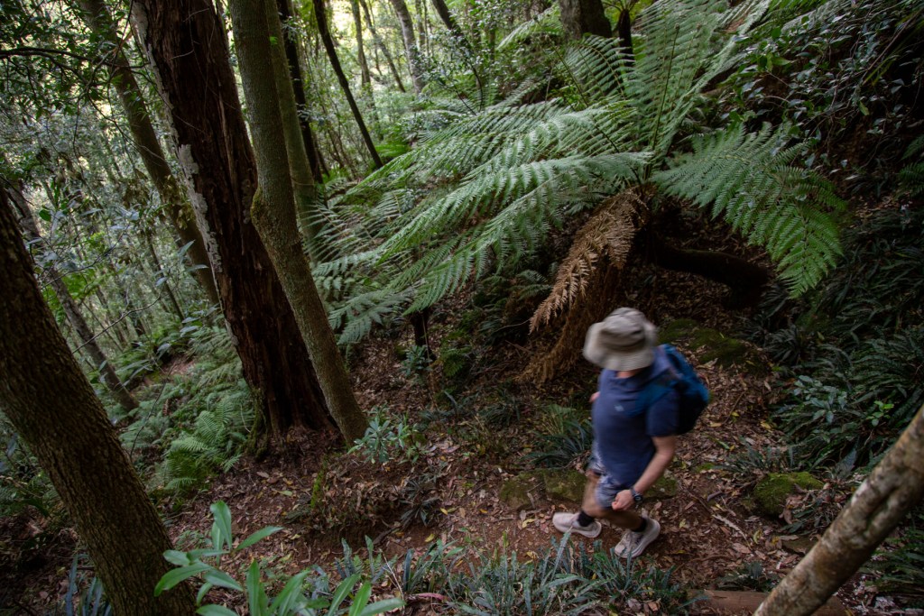 Cascades and rainforest on the historical Happy Valley Track | Hiking ...