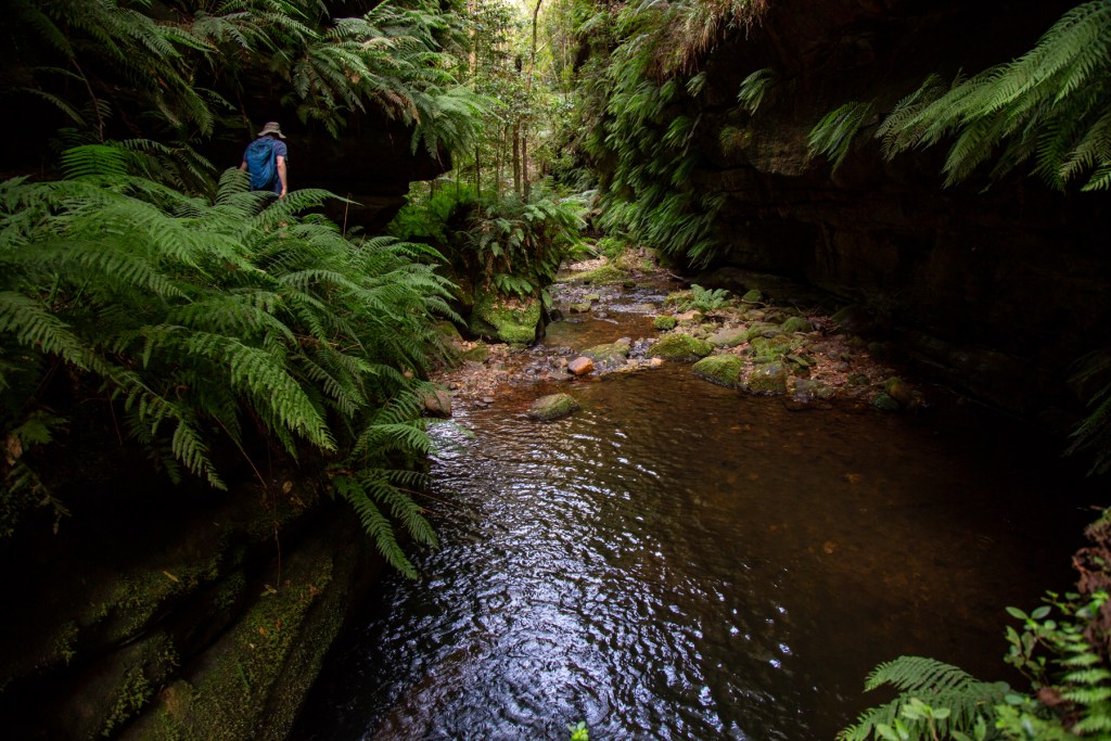 Cascades and rainforest on the historical Happy Valley Track | Hiking ...